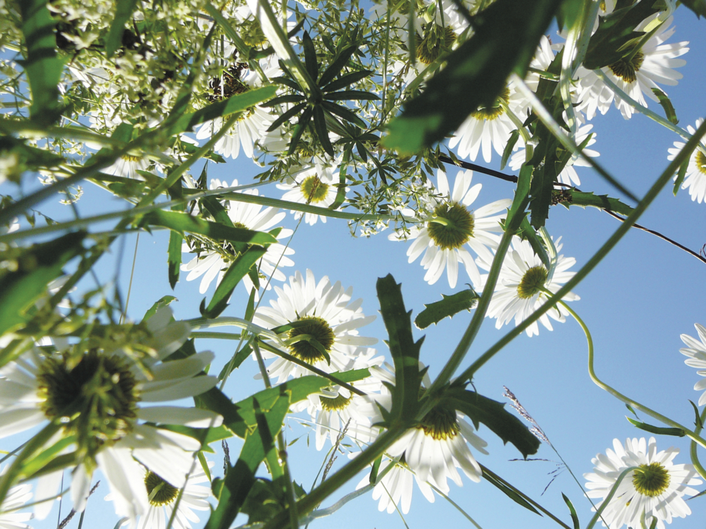 NIITTY - monimuotoisuuden kehto - Puutarha&kauppa