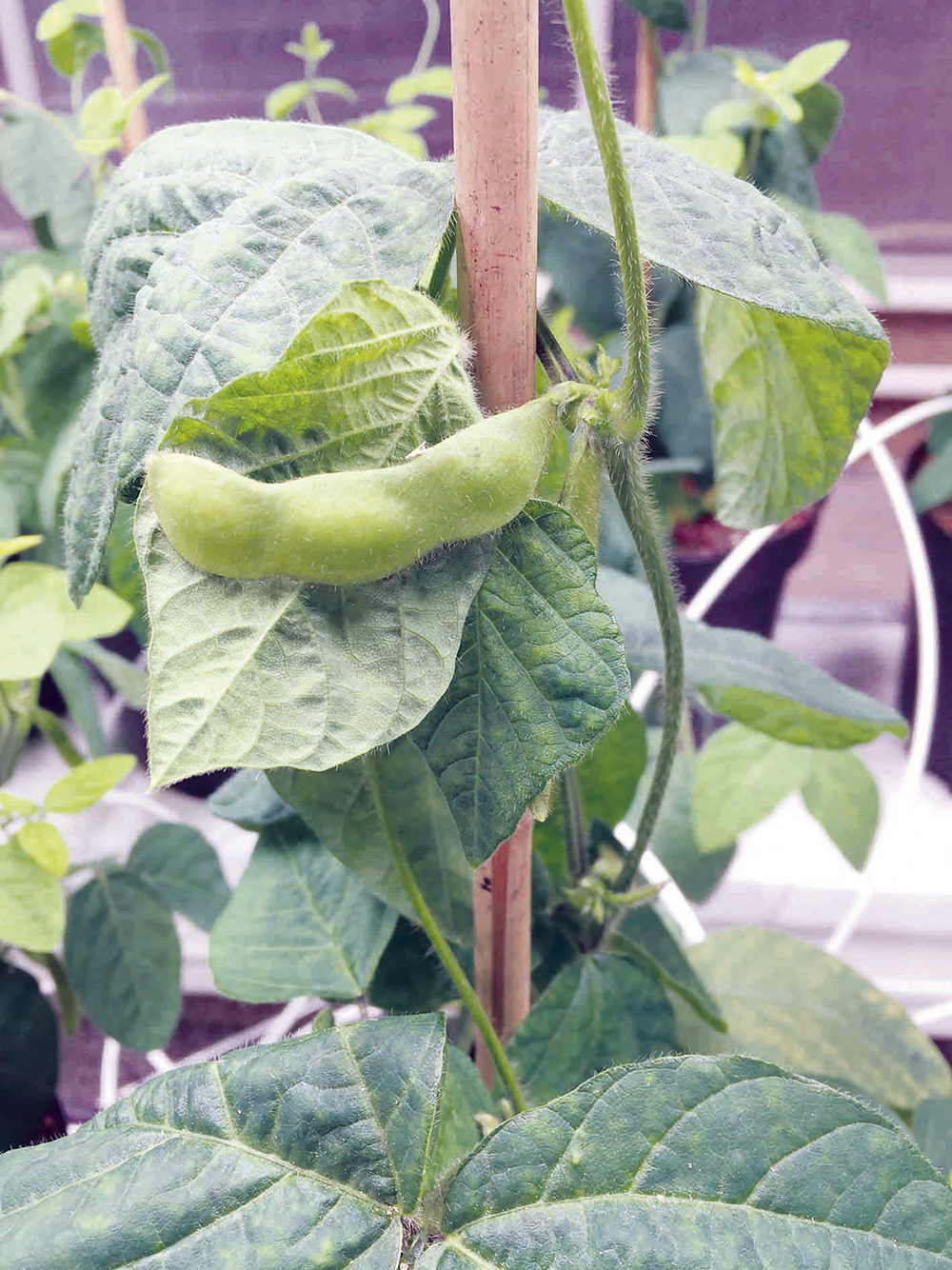 Proteiinia kasvihuoneesta - Puutarha&kauppa